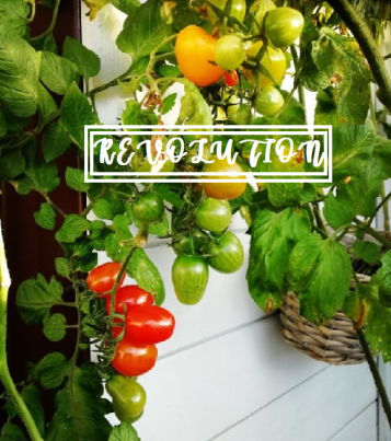 The Park and the Party – Approaching Anarchy